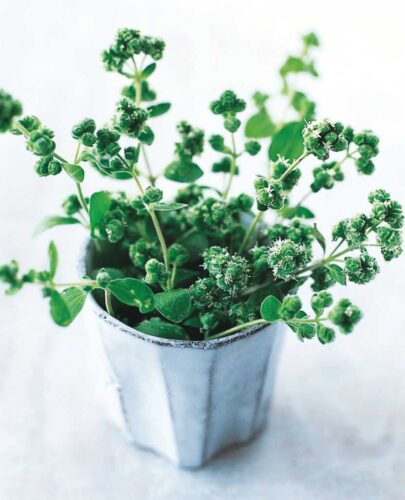 Top Antibacterial Herbs and Food for Preventing Infection - Mother ...